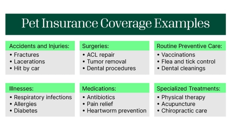 How does pet insurance work? A comprehensive guide. | Homebody